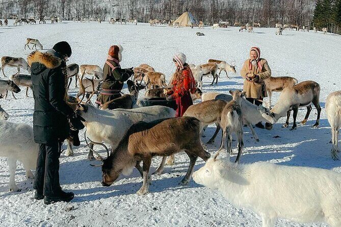 Exclusive Reindeers Experience in small groups, Tromso - Transportation, Group Size, and Duration