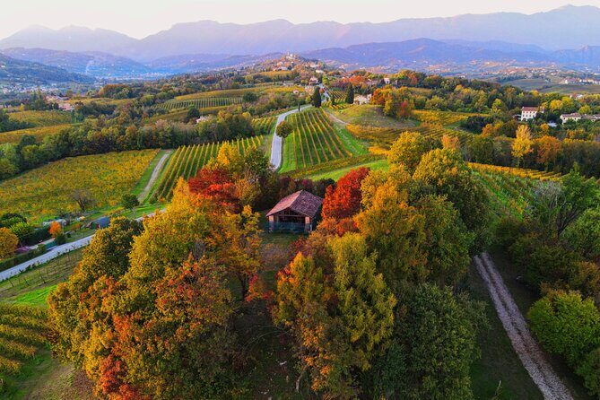 Exclusive Tour of the Vineyards with Visit to the Cellar! - Final Thoughts: Is It Worth It?