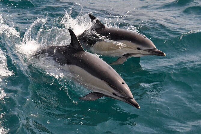 Excursion to Gibraltar with Dolphin Watching from Malaga - Who Is This Tour Best For?