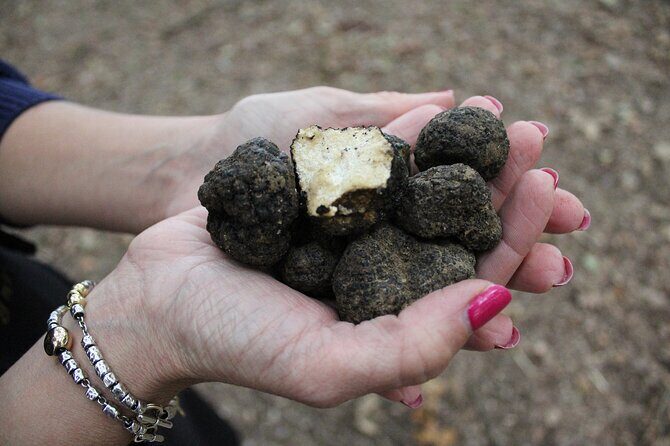 Experience Tuscan Truffle Hunting with Wine and Lunch - Why You Should Consider This Tour