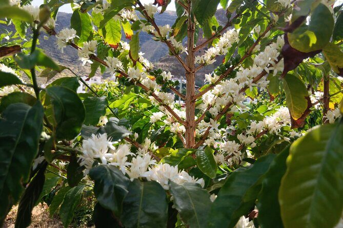 Explore Gran Canarias Coffee at Finca Los Castaños - The Landscape and Setting