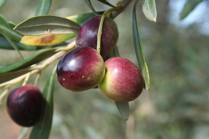 Extra virgin Savoy Tour and olive oil tasting - FASANO - Who Will Love This Tour?