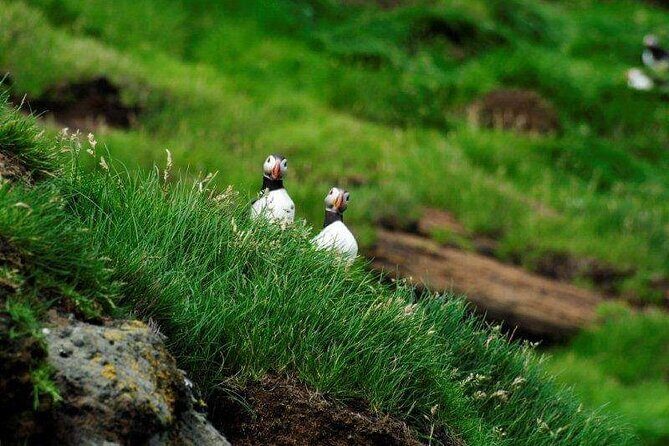 Eyjascooter Puffin Tour in Iceland - The Transportation and Group Dynamics
