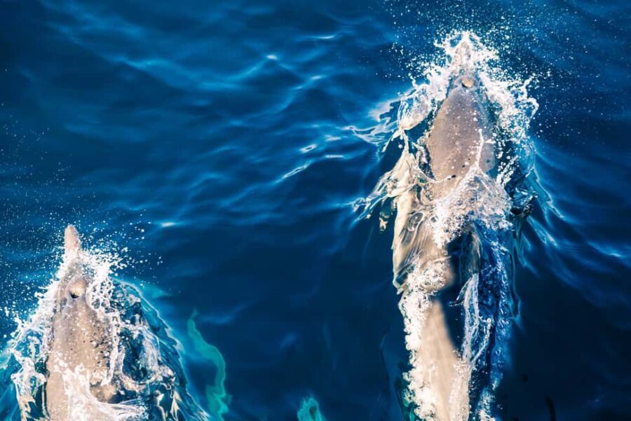 FAANA: DOLPHIN SAFARI - The Experience from a Traveler’s Perspective