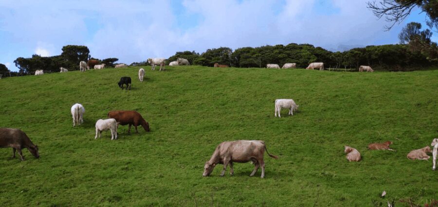 Faial Island: Personalized tour with Pic Nic - The Stops and Scenic Highlights