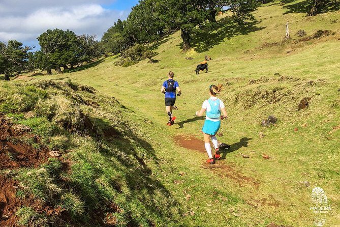 Fanal Ancient Forest Running Tour (Easy-Moderate) - What Runners Can Expect