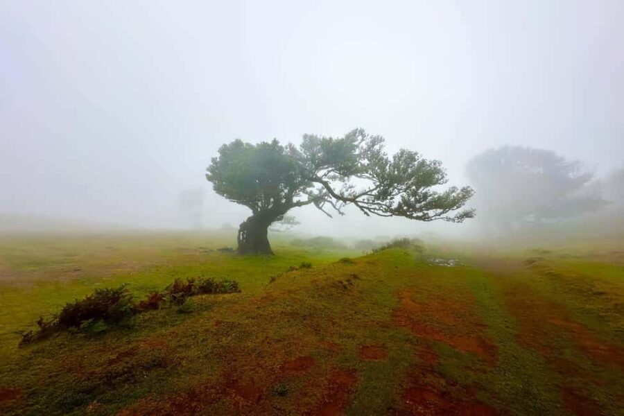 Fanal / Assobiadores - Levada Walk - Practicalities and Value