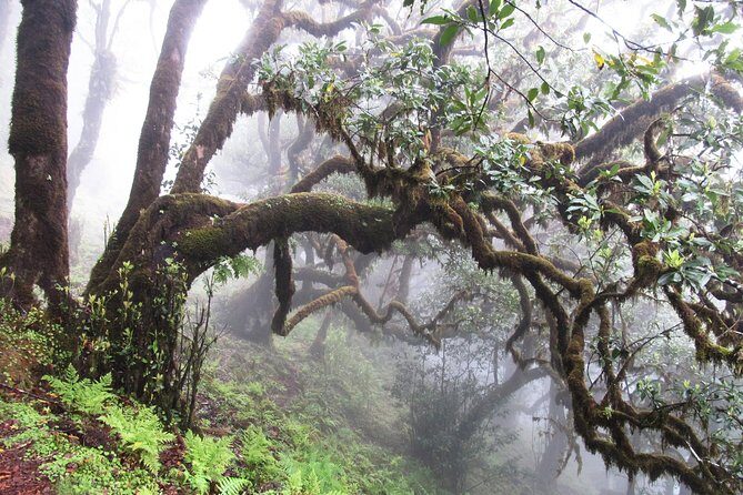 Fanal -Enchanted Forest - FAQ