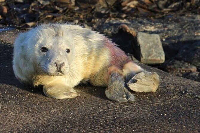 Farne Islands Longstone Lighthouse 2-Hour Trip from Seahouses - Practical Details and Recommendations