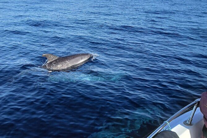 FARO Fantastic Dolphin Observation Tour and Marine Life - The Authenticity and Unique Value