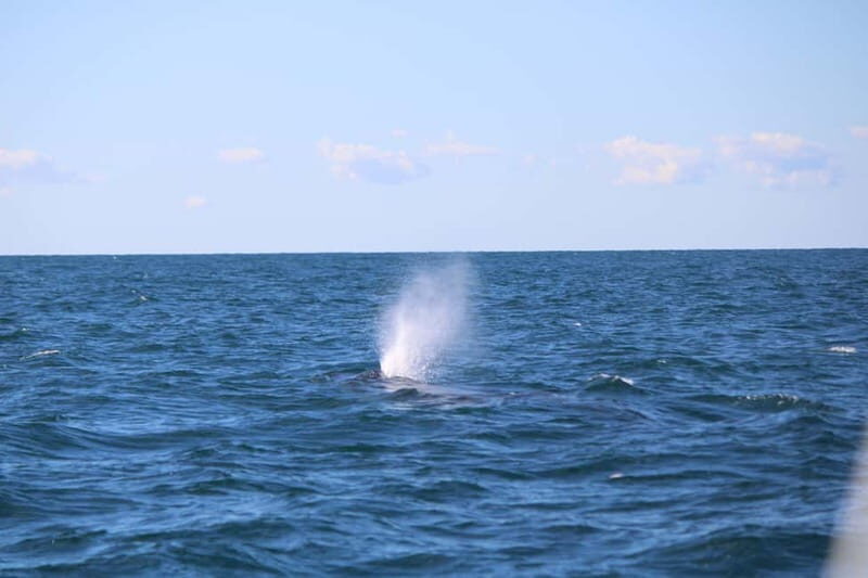 Faro: Funtastic Dolphin Watching Boat Tour - The Practical Details: What You Need to Know