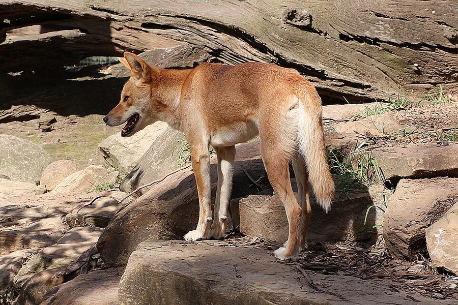 Dingo at Featherdale Wildlife Park Sydney