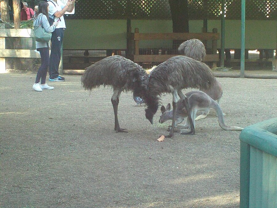 Emu and kangaroo at Featherdale Wildlife Park Sydney