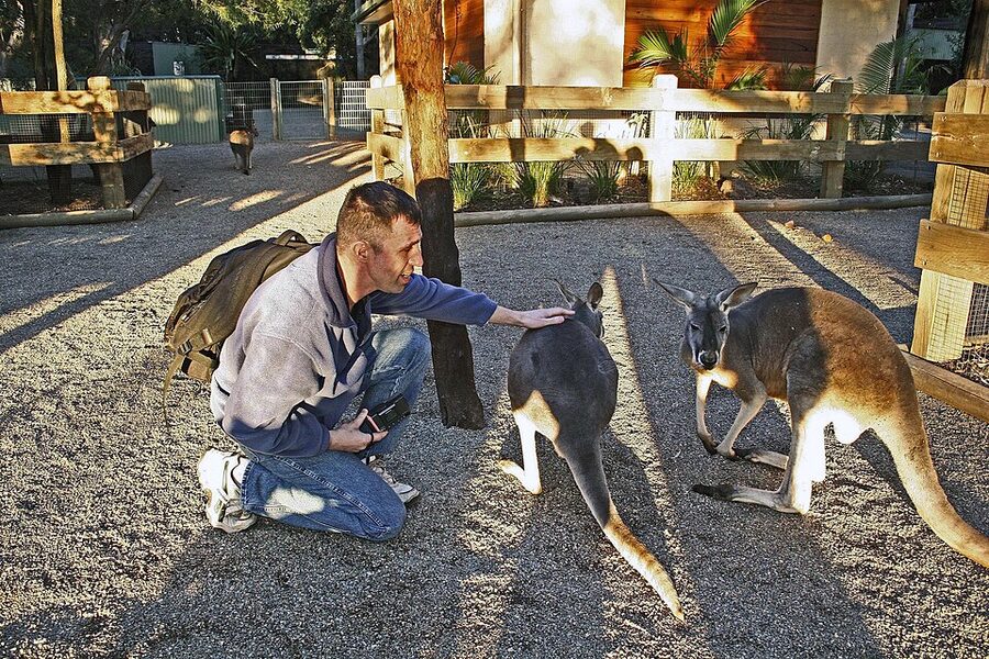 Kangaroos in walk-through habitat at Featherdale Wildlife Park