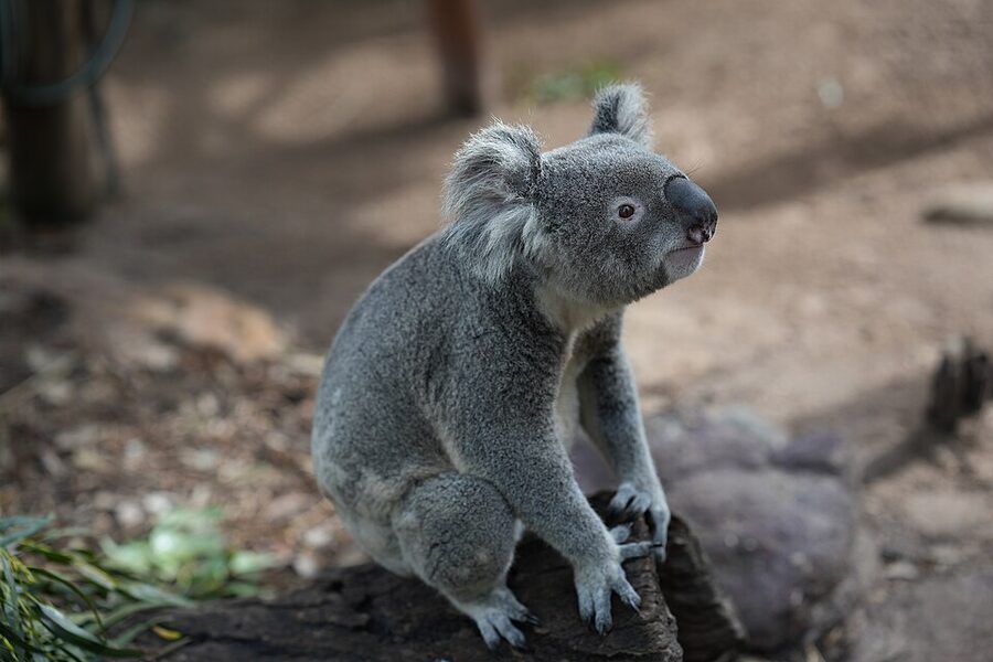 Koala eating eucalyptus at Featherdale Wildlife Park 2025