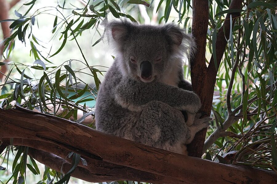 Koala encounter at Featherdale Wildlife Park