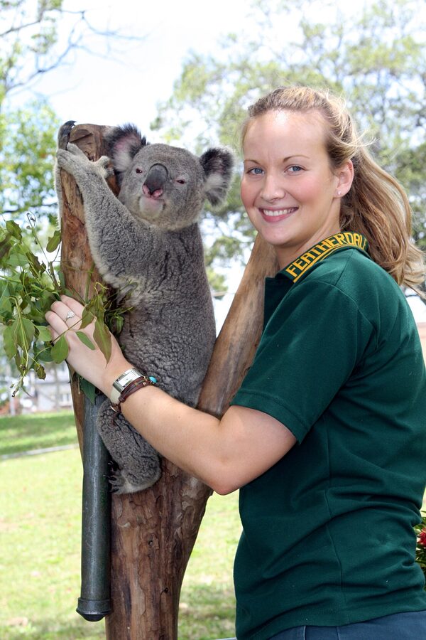 Koala at Featherdale Wildlife Park Sydney