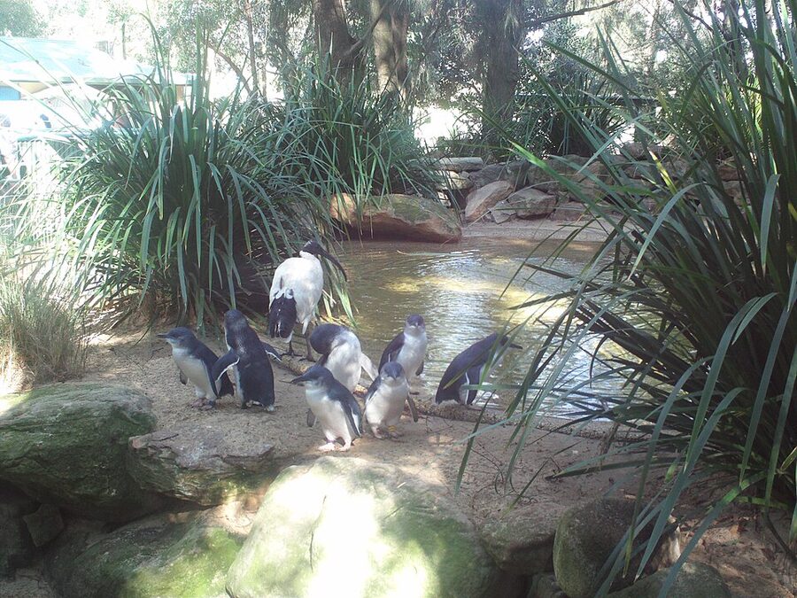 Little penguins at Featherdale Wildlife Park