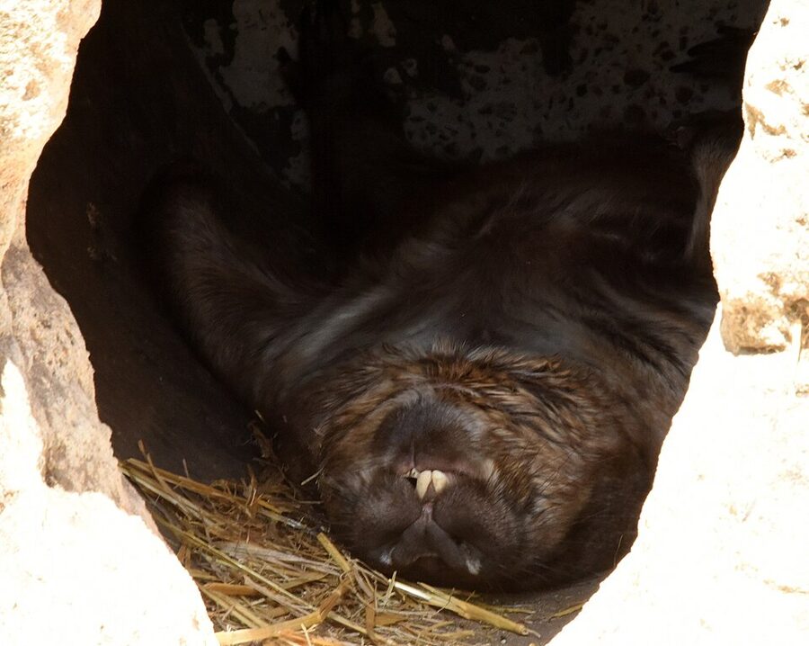 Southern hairy-nosed wombat at Featherdale Wildlife Park