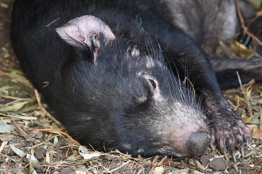 Tasmanian devil at Featherdale Wildlife Park