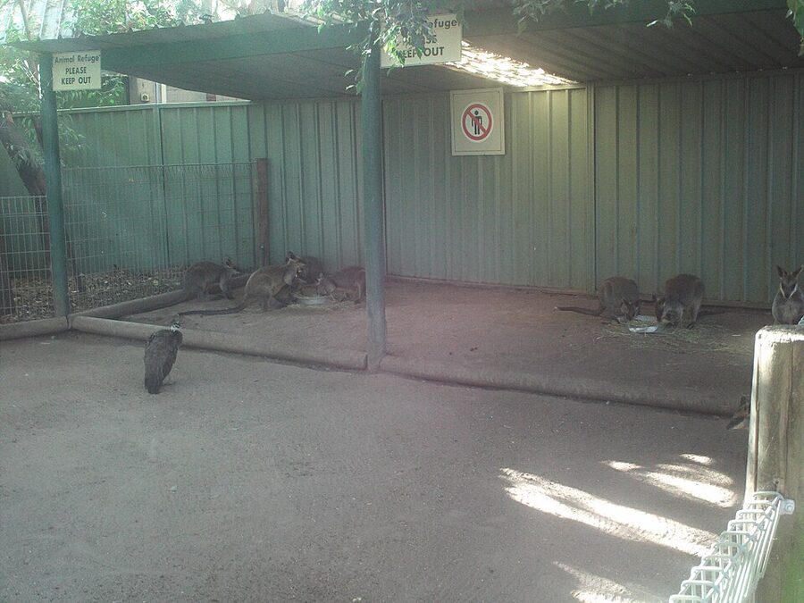 Wallabies feeding at Featherdale Wildlife Park