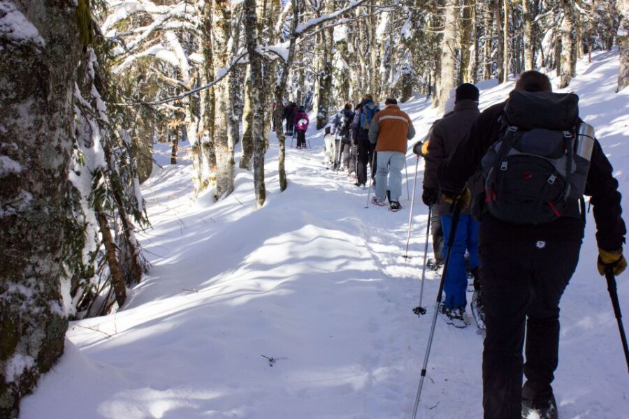 Feldberg: Guided Snowshoeing Tour in the Black Forest - The Itinerary in Detail