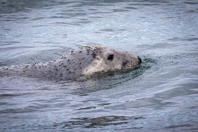 Ferry to Ireland's Eye in Howth - The Sum Up: Is it worth it?