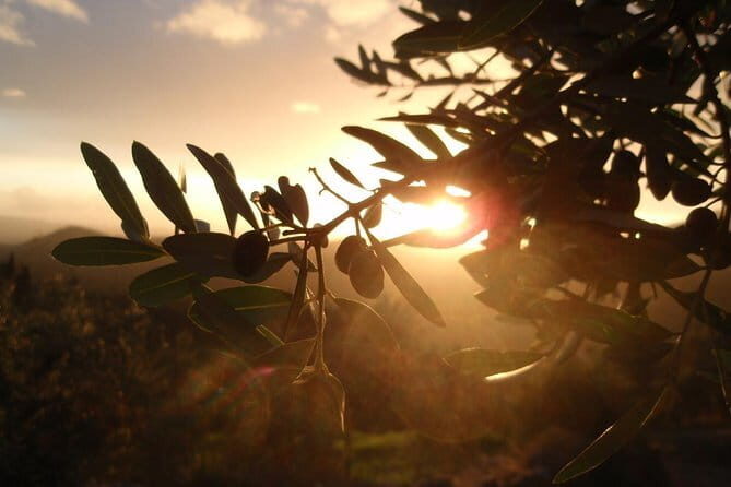 Fiesole: Tuscan Countryside Half Day E-Bike Tour & Farm visit - Who Is This Tour Best For?