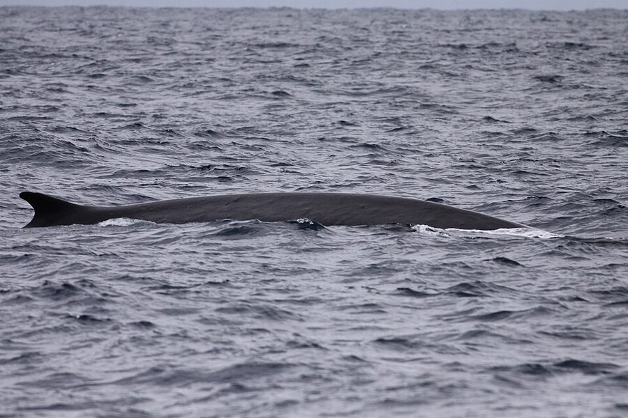 Fin whale surfacing off the San Diego coast