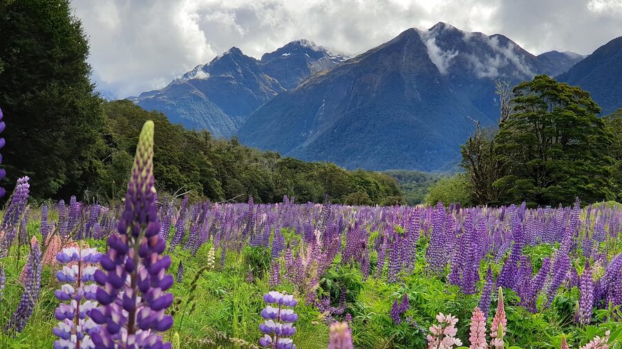 Eglinton Valley with lupines in summer