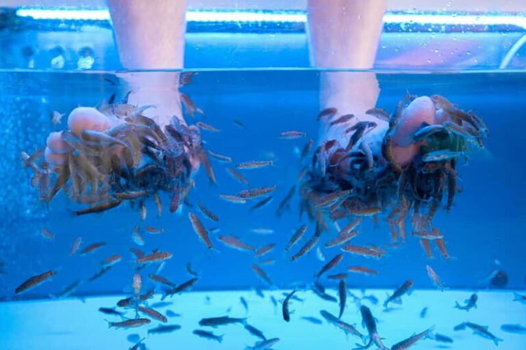 Fish Spa Experience Playa Fañabe - The Experience Itself: Step-by-Step