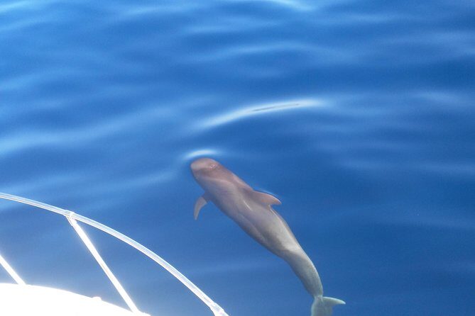 Fishing trip, Tenerife Sea Passion - The Experience at a Glance