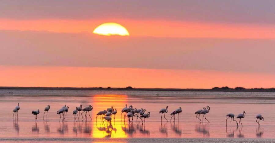 Flamingo-Birdwatching in the Ebro Delta at Sunset - Authentic Experiences: What Travelers Say