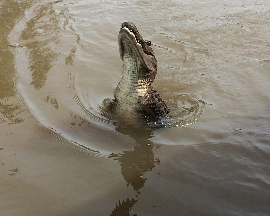 Close-up of a Florida alligator in a river