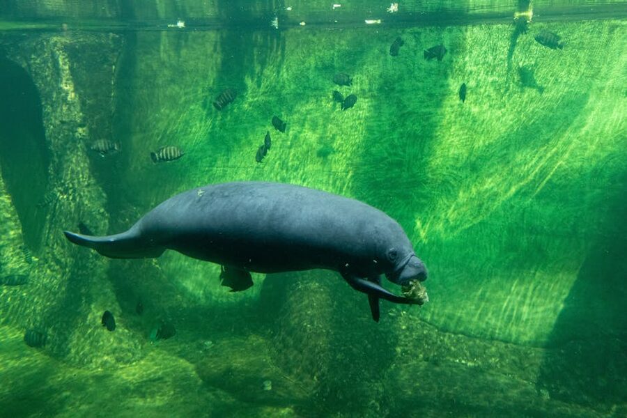 A Florida manatee in clear water