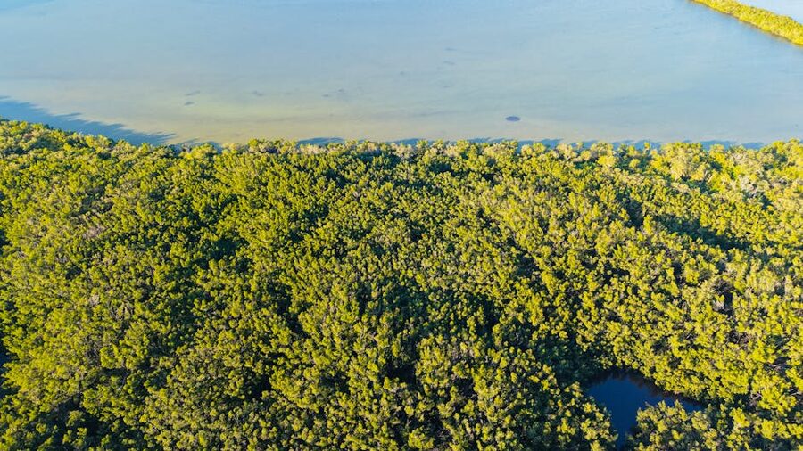 Aerial view of a Florida mangrove forest