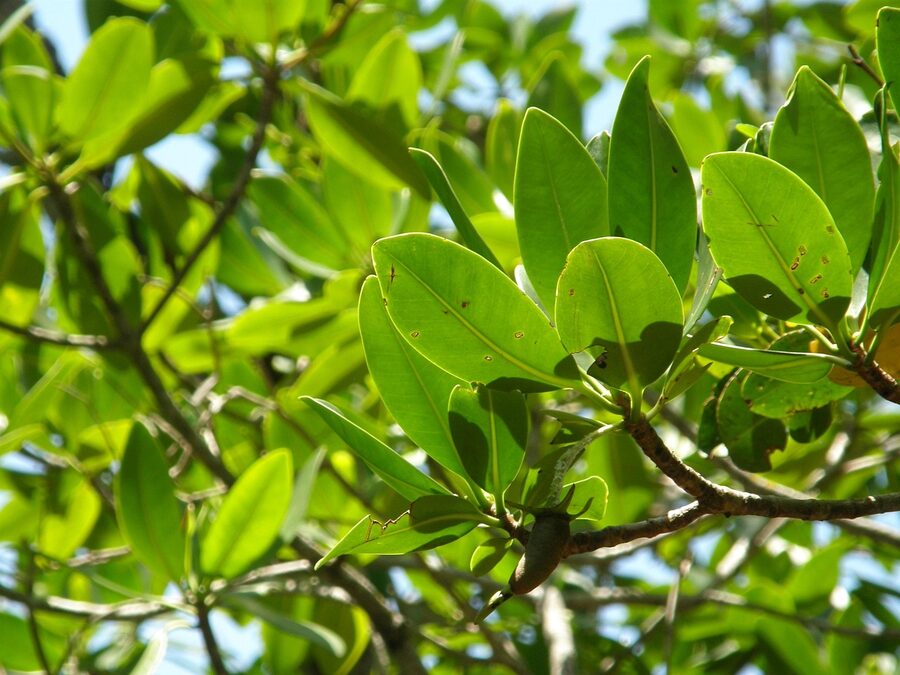 Florida mangrove trees along a shallow tropical coastline