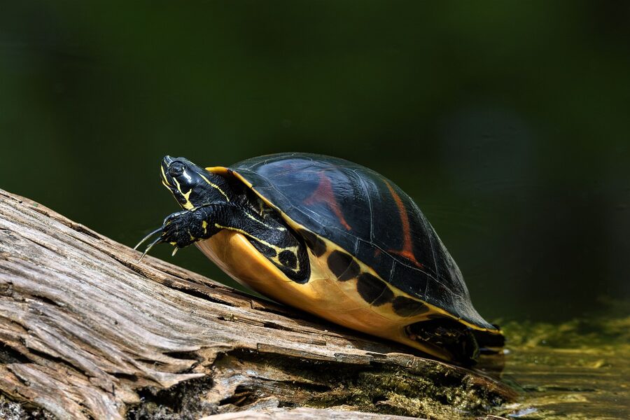 Florida red-bellied cooter turtle basking on a log