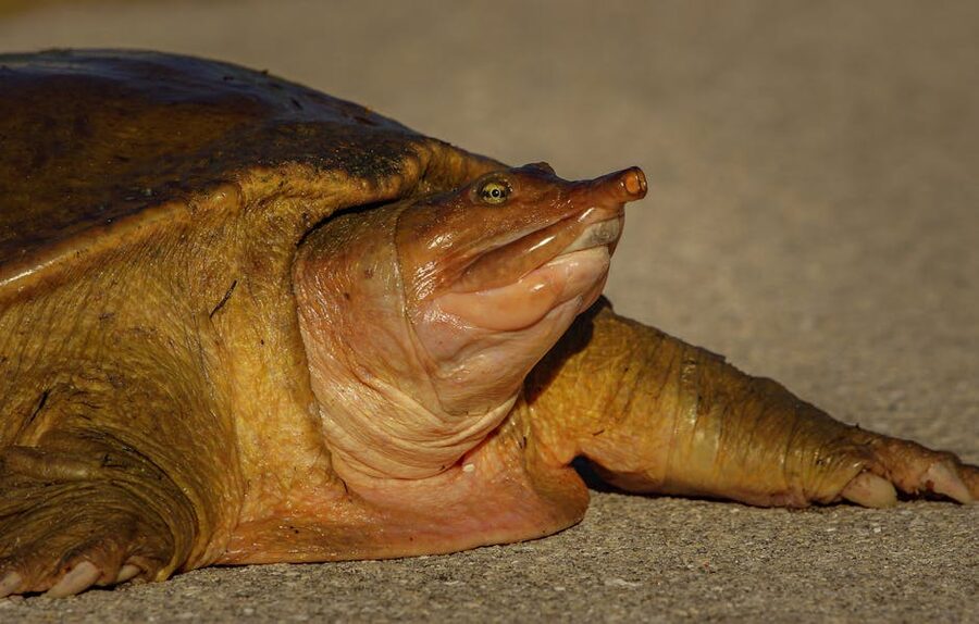 Florida softshell turtle close-up