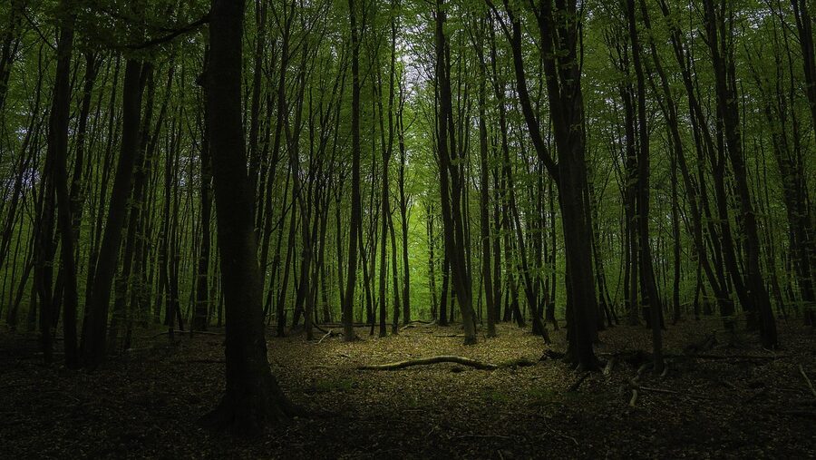 Fontainebleau forest with light through trees