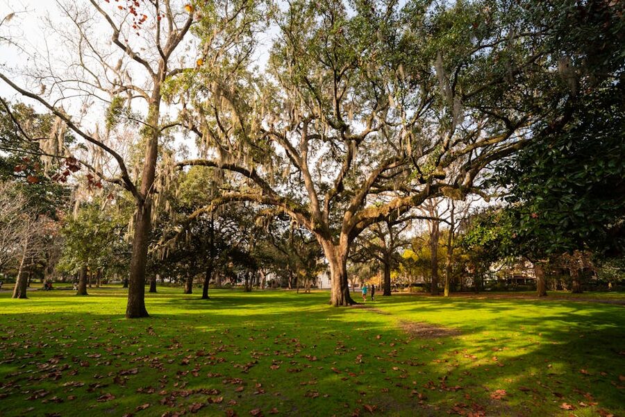Forsyth Park live oaks and Spanish moss in Savannah