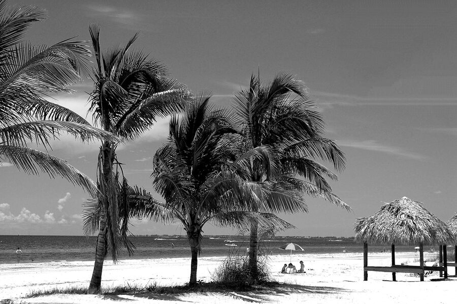 Fort Myers Beach shoreline with palm trees