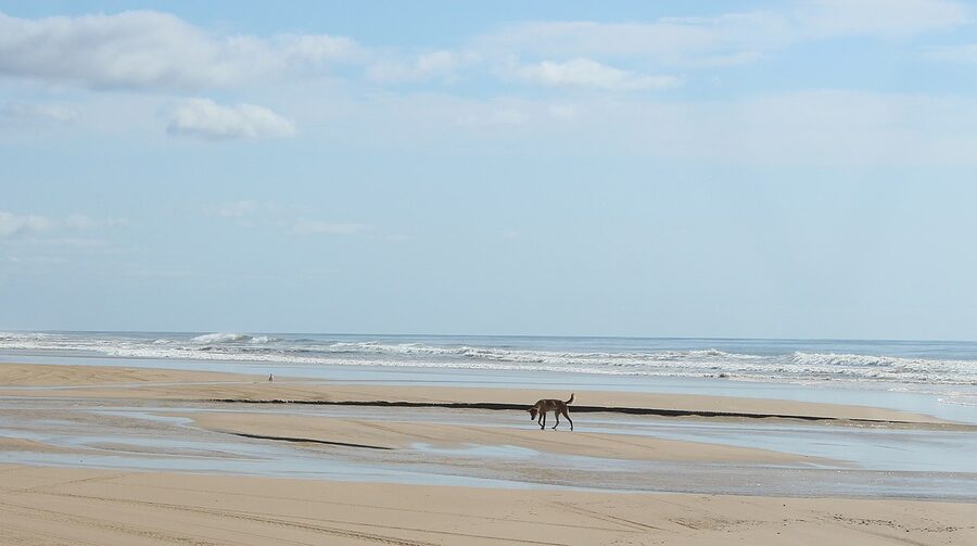 A dingo on K'gari beach