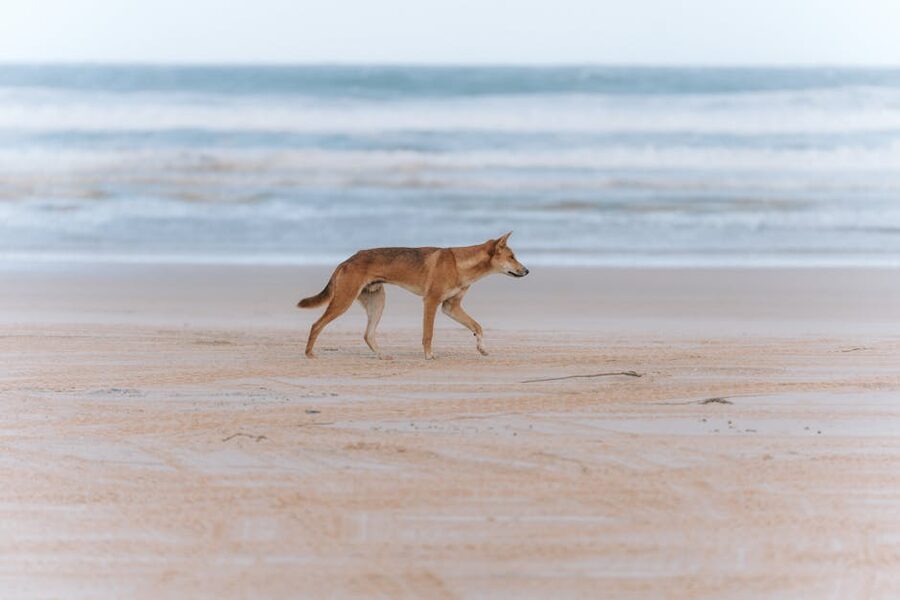 A wild dingo on K'gari Queensland