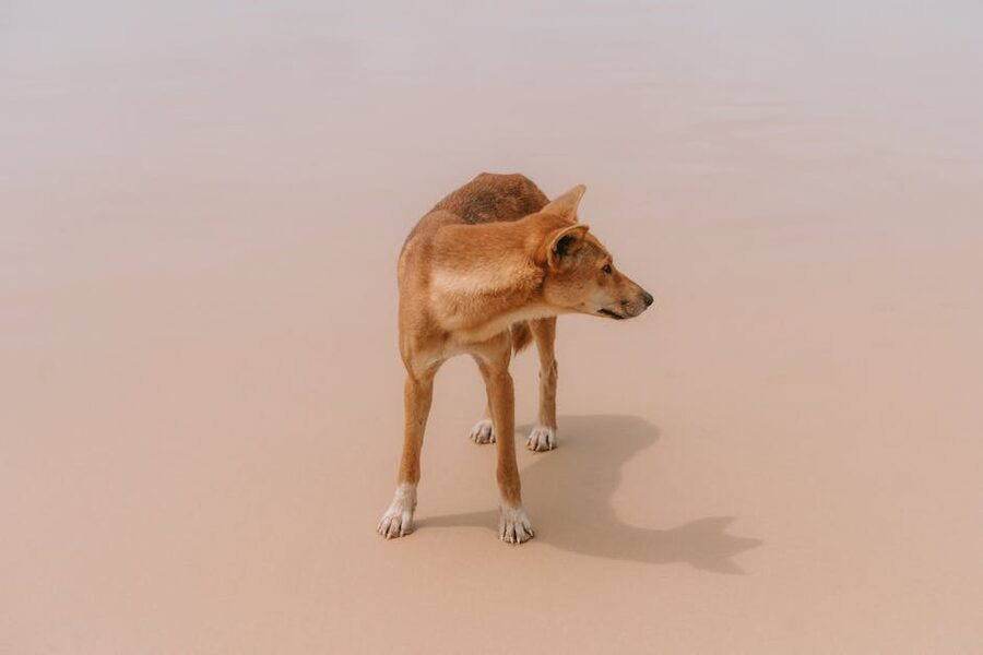 A K'gari dingo on the sand
