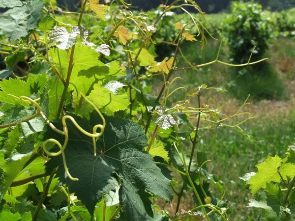 French Riviera: Provencal Wine Tour - Practical Tips for Your Provence Wine Day