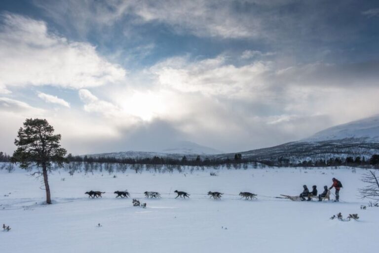From Abisko: Dog Sledding Excursion to Kiruna with Fika - The Experience in Detail