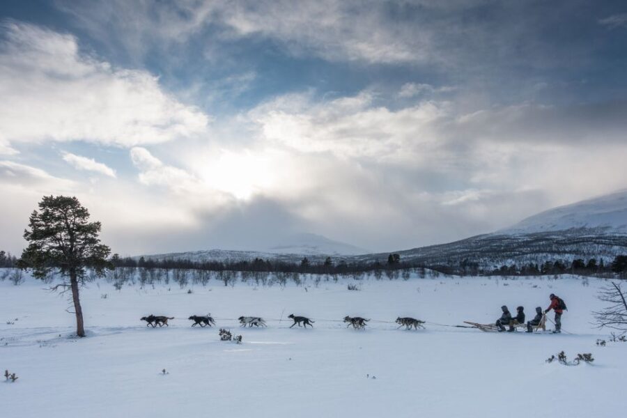 From Abisko: Dog Sledding Excursion to Kiruna with Fika - The Experience in Detail