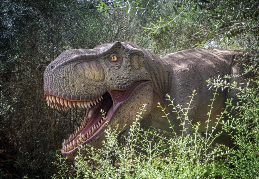 From Alcúdia: Dinosaurland and Hams' Caves Half-Day Trip - Practical Details and Tips