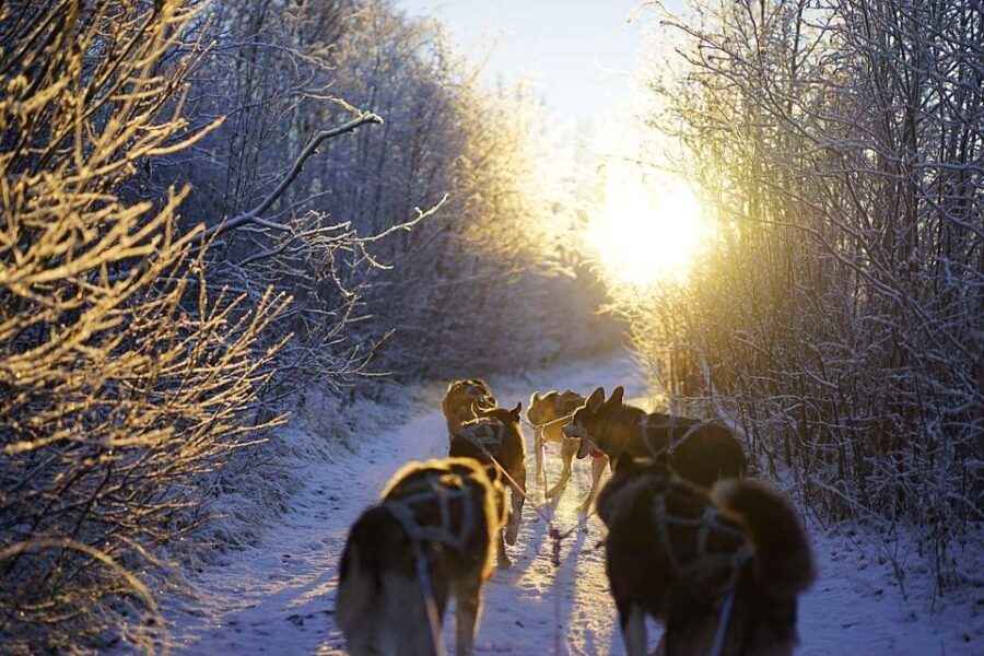 From Alta: Huskey Dog Sledding Tour - Who Should Consider This Tour?
